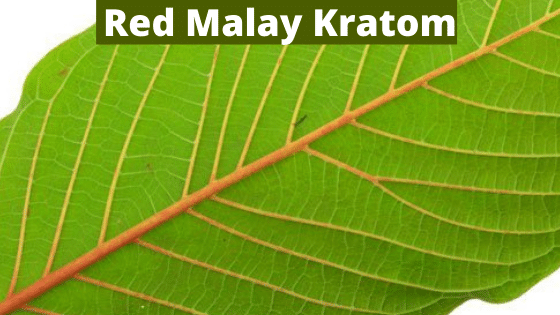 Red Malay Kratom: All You Need to Know | Buy Kratom Bulk USA